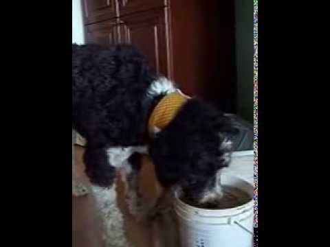 Dog learning to drink 5 days after partial glossectomy. - YouTube