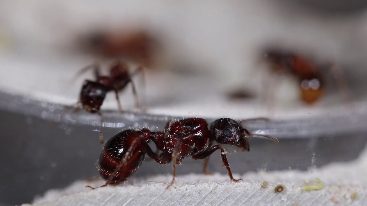 Texas Ant Documentary - YouTube