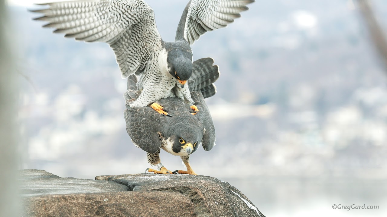 Peregrine Falcons copulating - New Jersey - YouTube