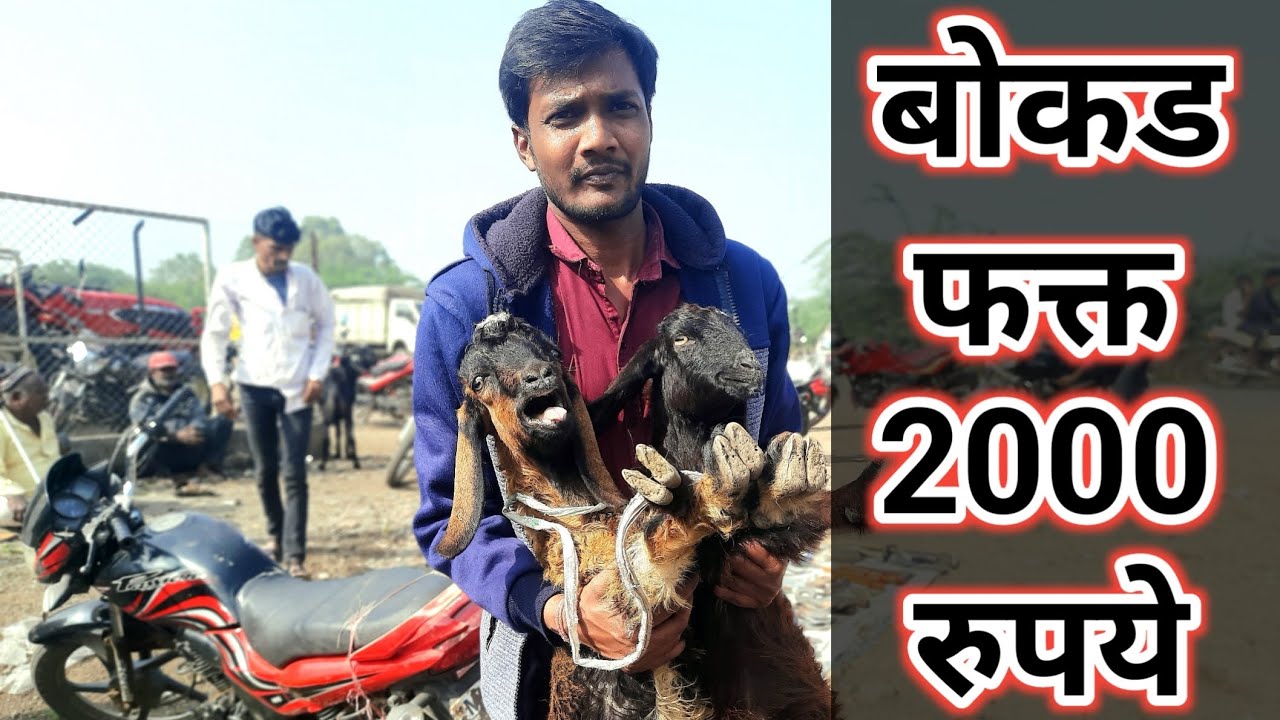 साक्री बोकड बाजार : bokad palan : बोकड पालन - YouTube