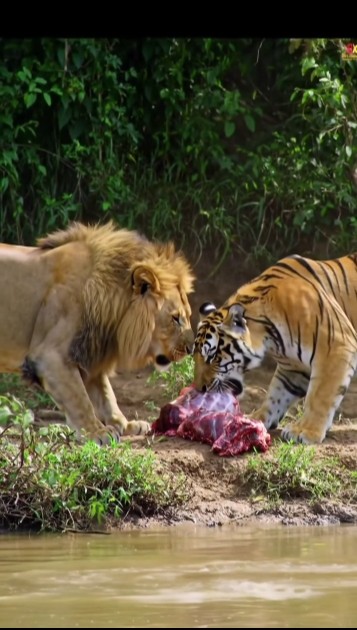 lion and Bagh ki ladai story #viral video - YouTube