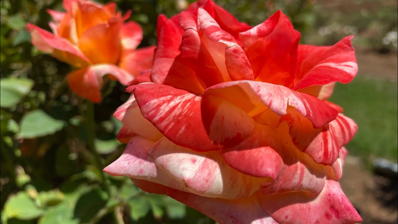 Roses bloom at Edisto Memorial Gardens & Roadside Attractions in ...
