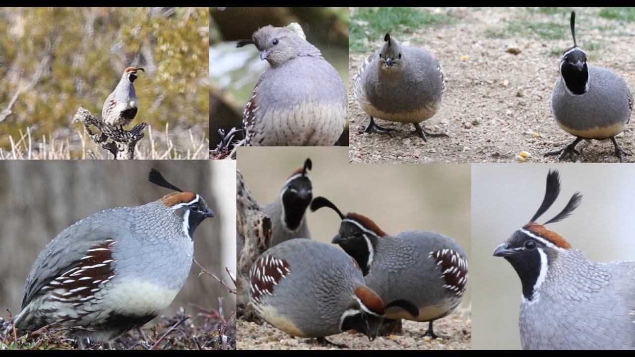 Gambel's Quail: A Video Montage from the Mojave Desert 🐔🎥🌵🌞 - YouTube