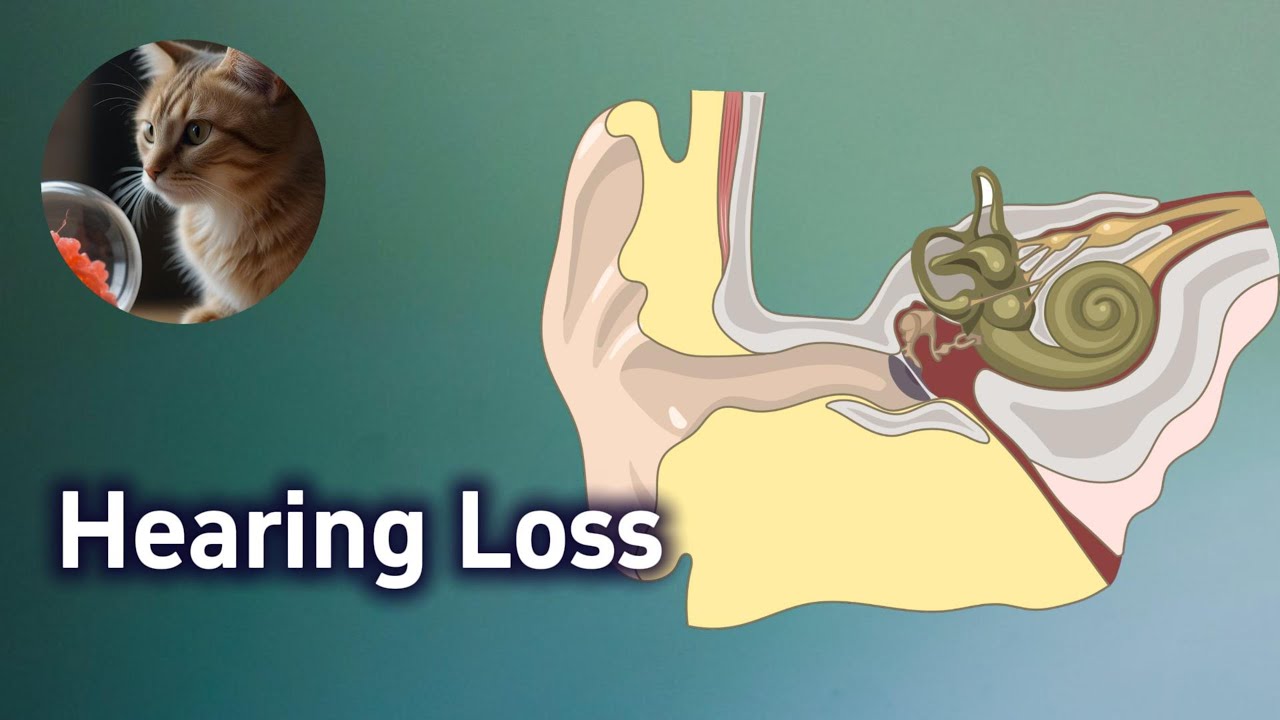 Sensorineural vs Conductive Hearing Loss, Weber vs Renin test, USMLE ...
