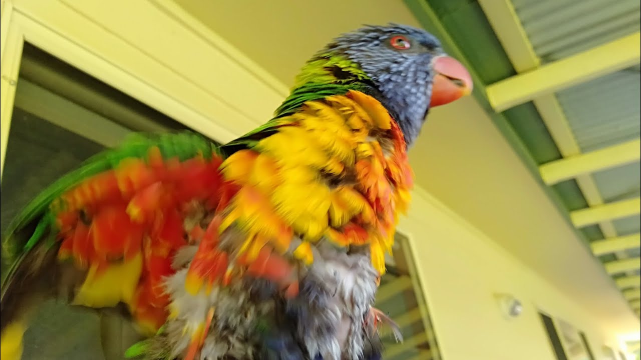 wet birb - YouTube