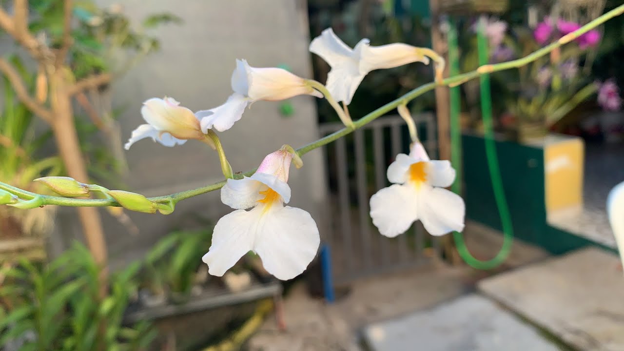A inusitada orquídea Rodriguezia obtusifolia e sua floração - YouTube