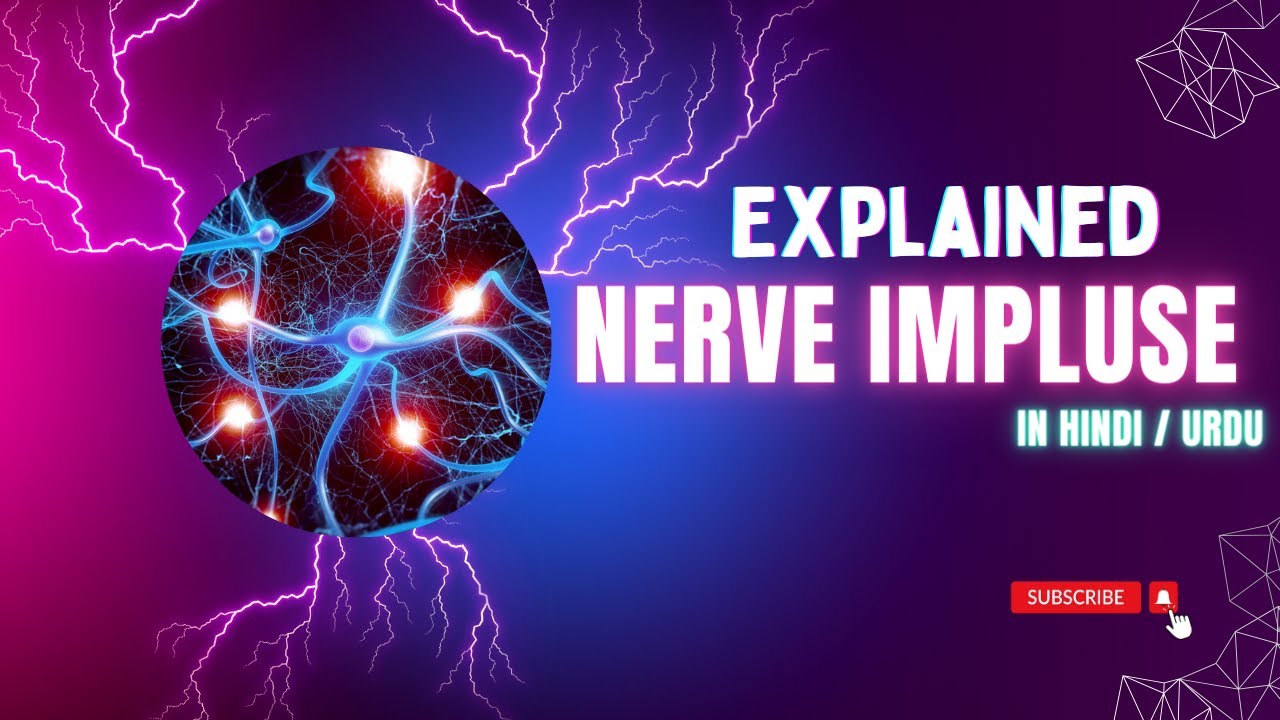 Nerve Impulse | Action potential | Urdu/Hindi | Pharma Edu Verse - YouTube