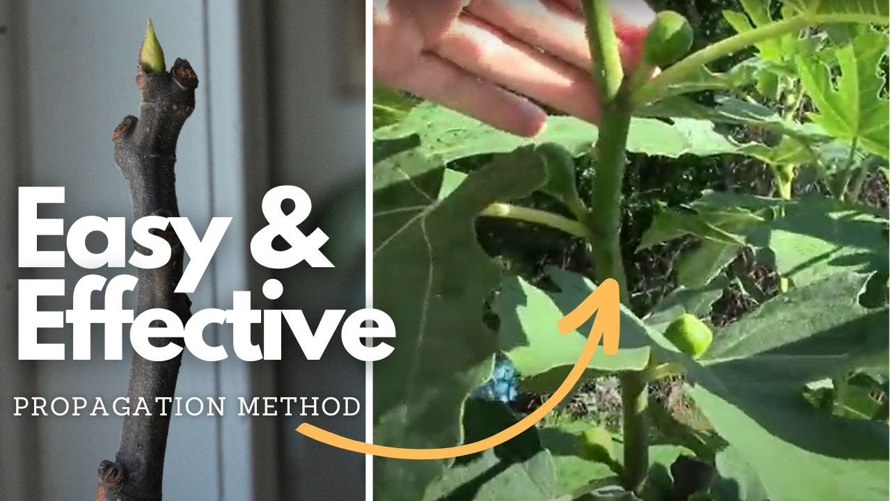 How to Take & Root Fig Cuttings : How to Propagate Fig Trees From ...