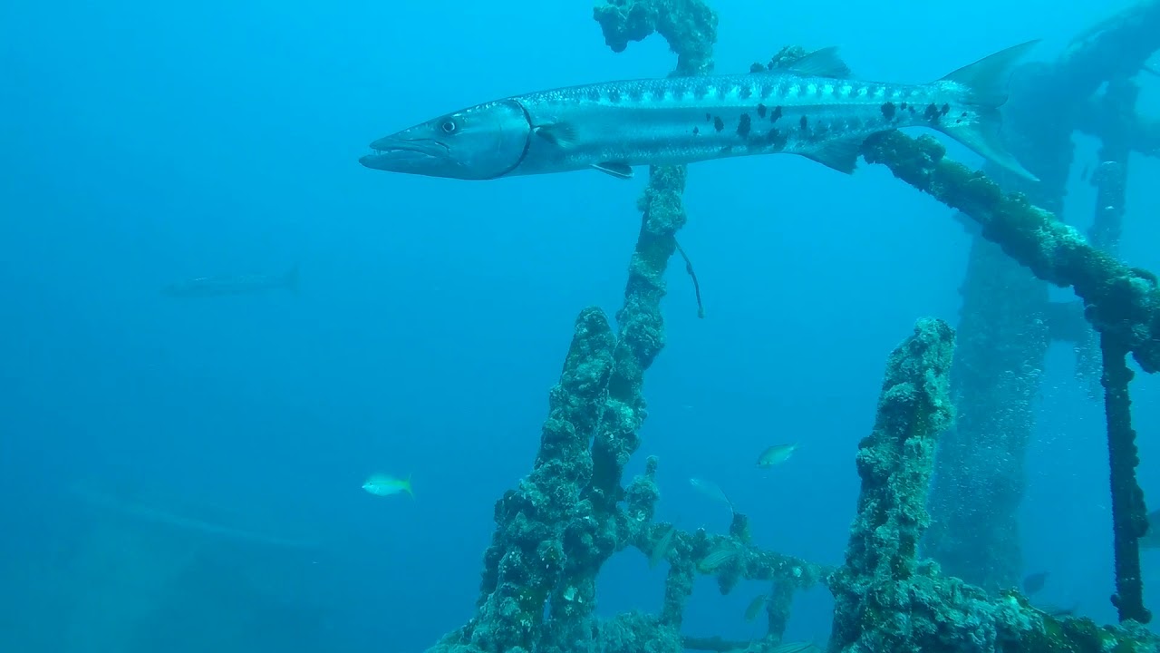 Vandenberg Wreck, Key West, USA - Scuba Dive (3rd December 2019) - YouTube