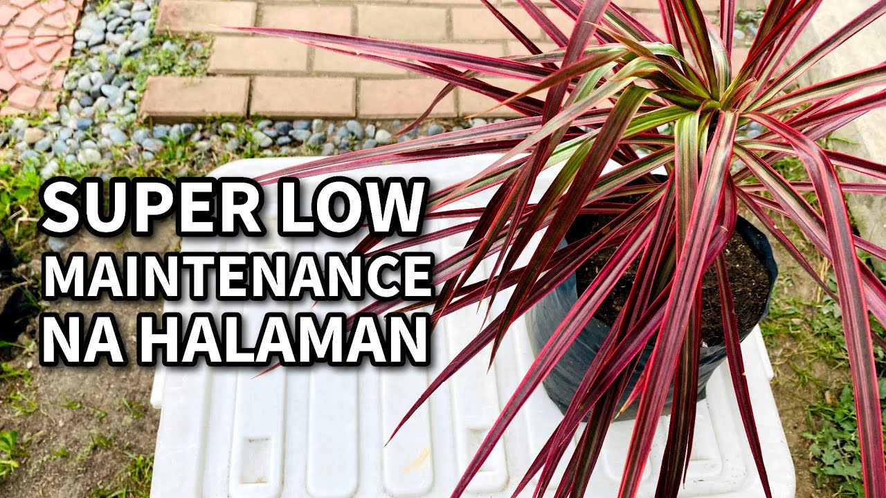 PAANO MAG-ALAGA NG DRACAENA MARGINATA O DRAGON TREE | Dracaena Plant ...