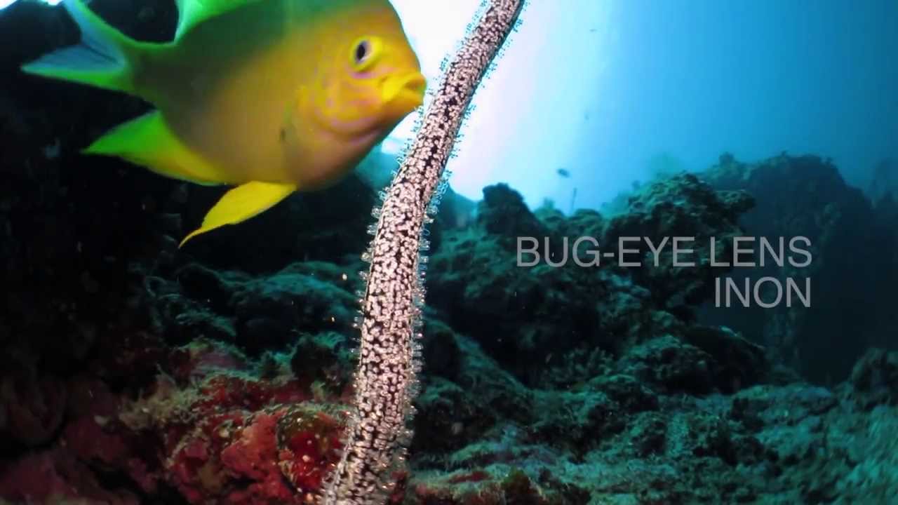 IRIOMOTE Bug-eye Lens brooding eggs - YouTube