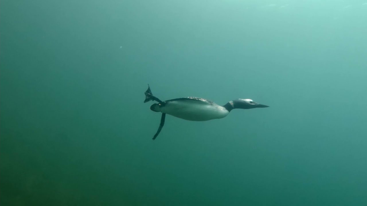 Loon Underwater Swim-by - YouTube