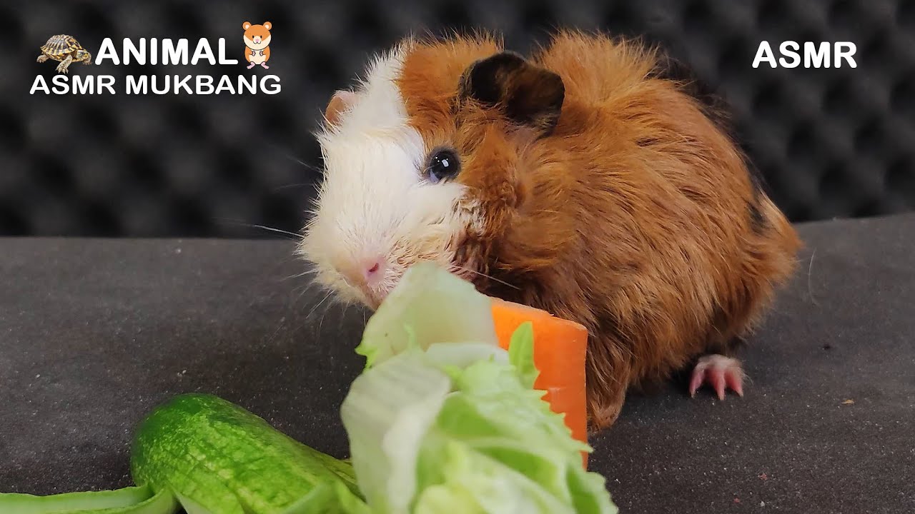 ASMR Mukbang Guinea Pig eating very cute | Animal ASMR 먹방 🐹33 - YouTube