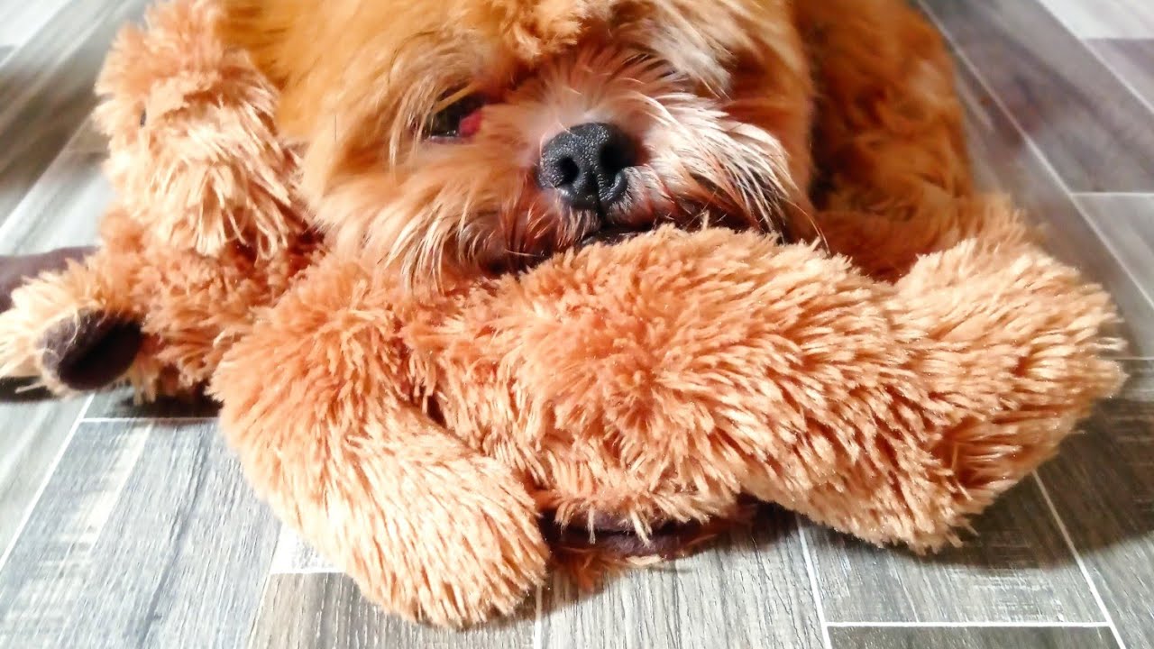 Shih tzu Austin sinosolo ang laruan - YouTube