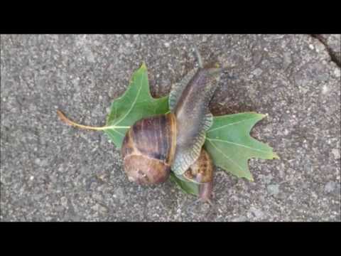 WOW: Land Garden Snail "Giving Birth" To Baby Snail - YouTube
