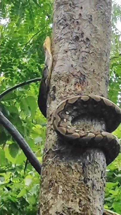 Reticulated python climbing tree. #snake #snakes #shorts #short # ...