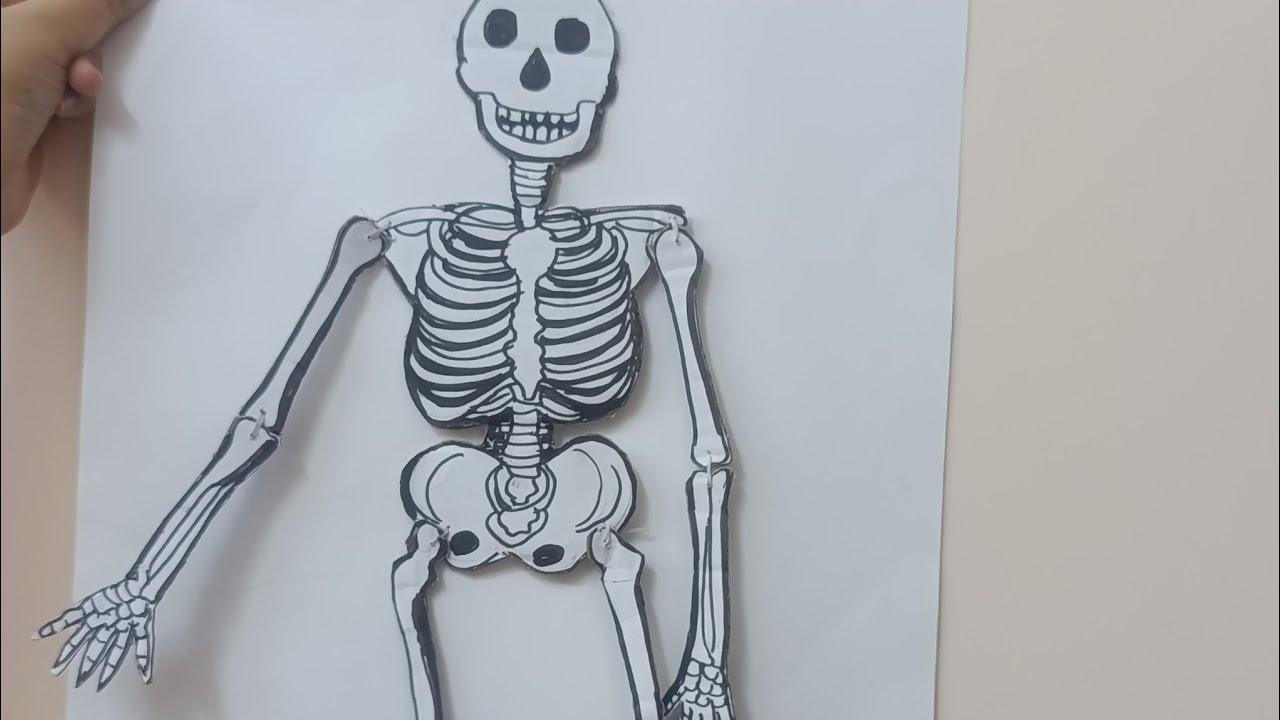 How-to make a human skeleton model for school project/DIY human ...
