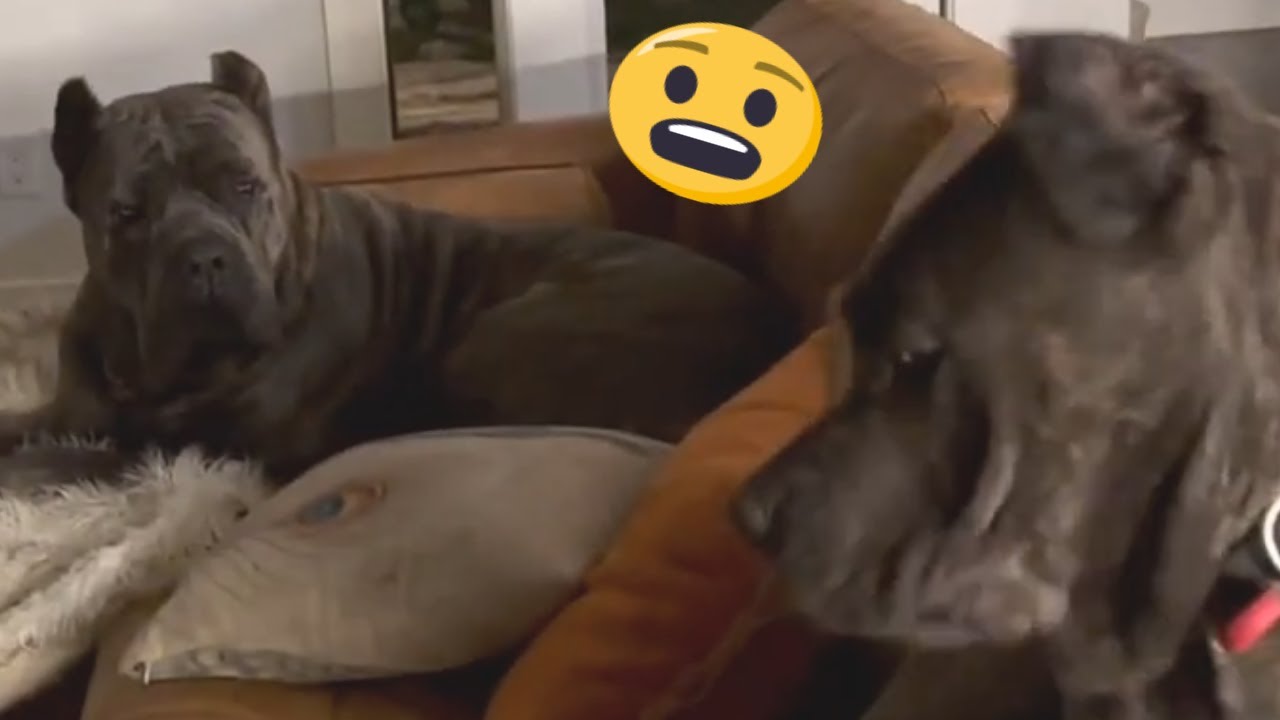 Alpha CANE CORSO WARNING GROWL to Unruly Puppies - YouTube