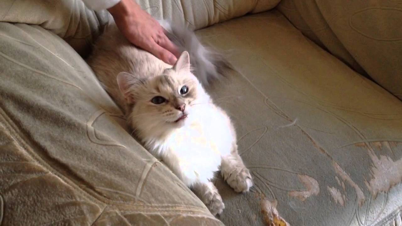 The most talkative cat Alice (chatty cat) - YouTube