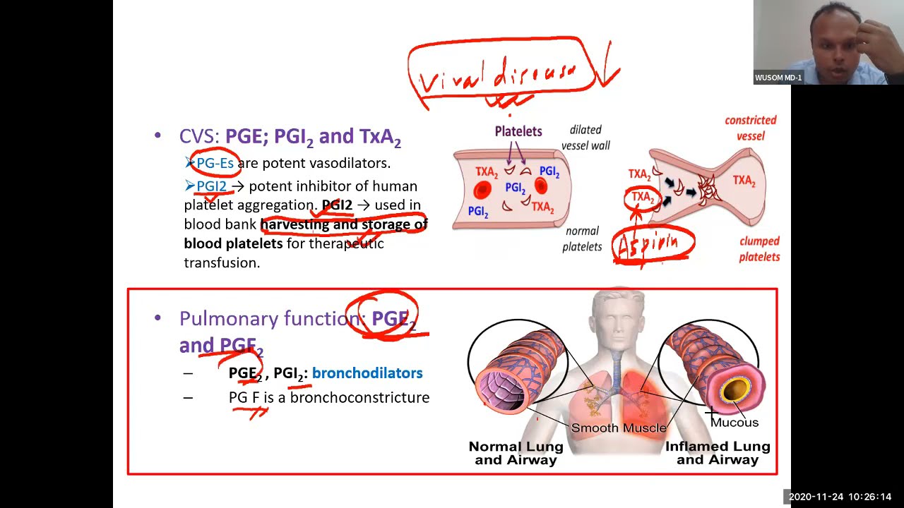 lipid 7.13 Bronchodilatation and Bronchoconstriction - YouTube
