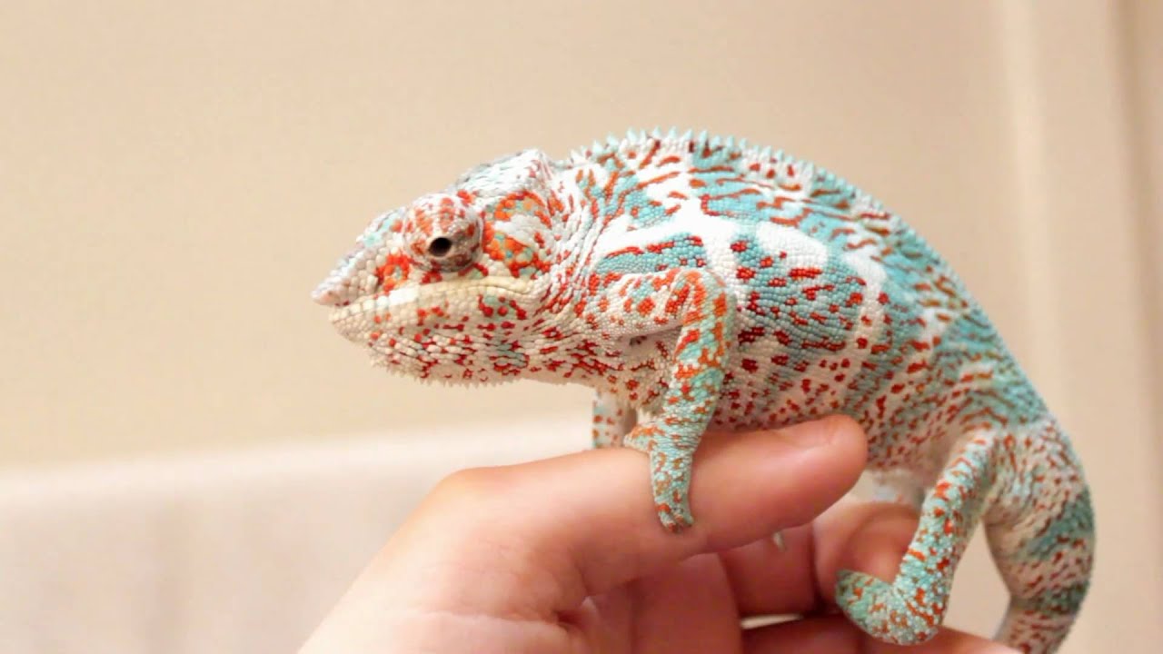 Nosy Faly Oorana Mena Panther Chameleon - YouTube