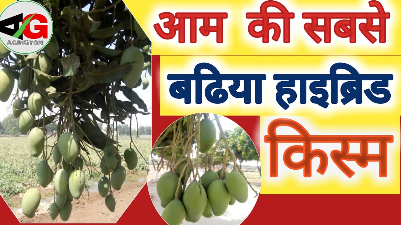 Amrapali Mango/High yielding Mango/ आम की सबसे बढिया किस्म : आम्रपाली ...