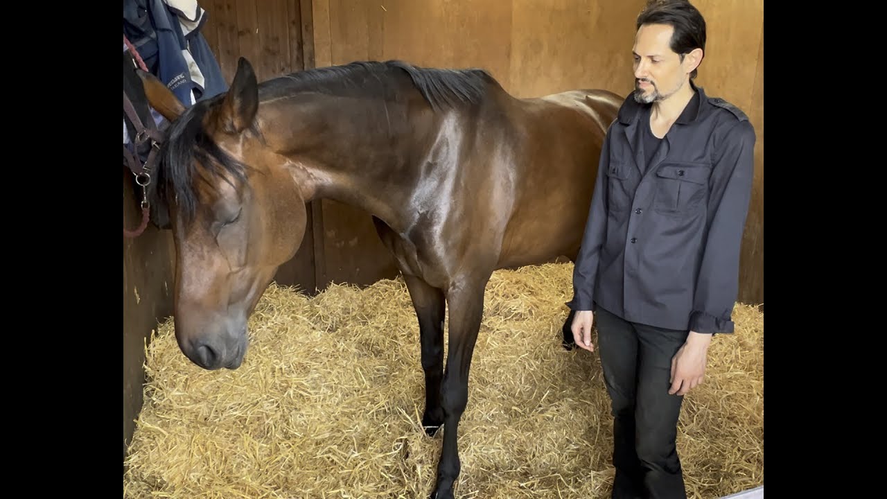 Masterson Method® Equine Bodywork without physical contact - YouTube