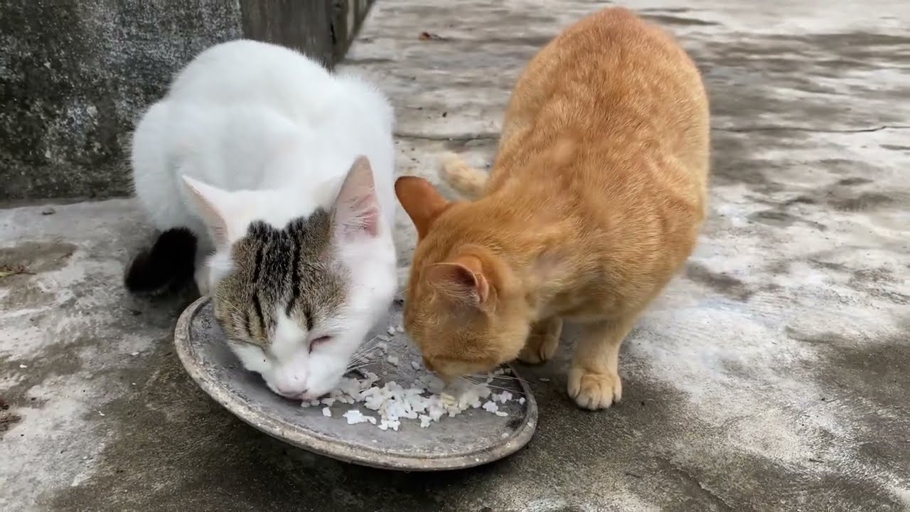 Funny Cats And Cute Kittens Playing Compilation For Baby Cats Cute