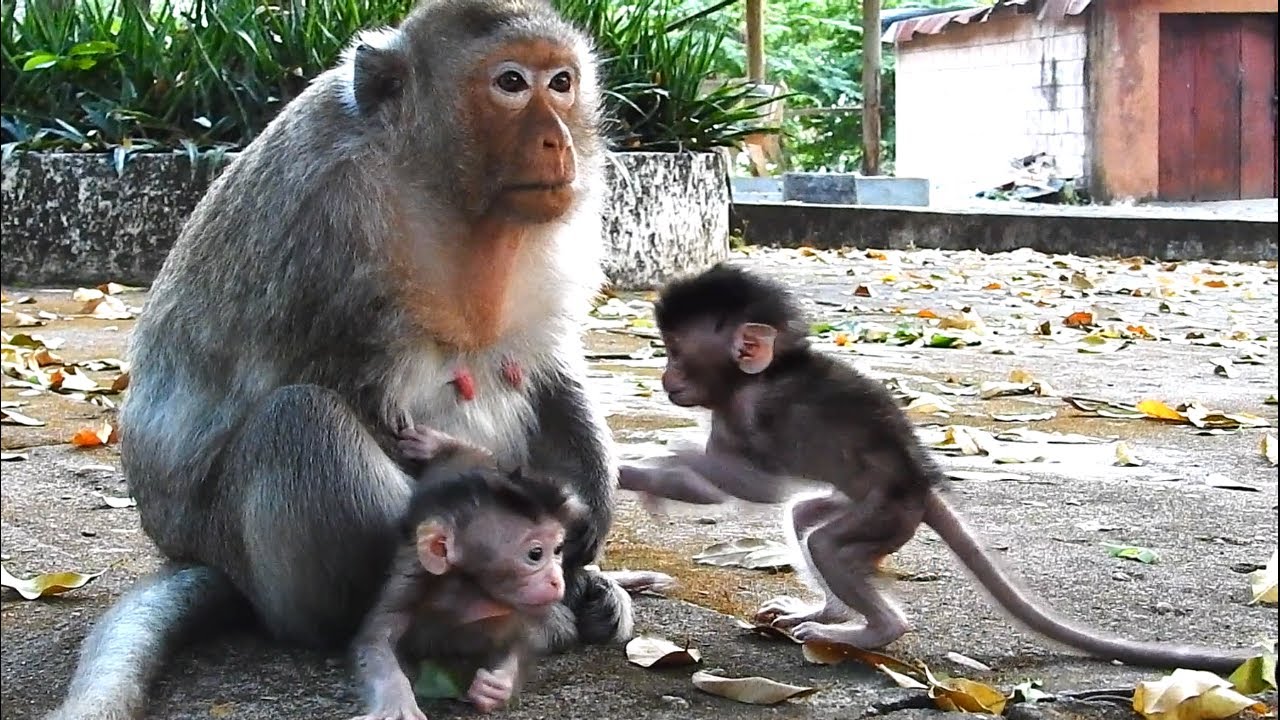 Friendship newborn baby RANIMA come to visit baby EMOLY and mama EMOLA ...