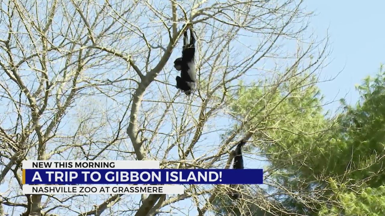 Nashville Zoo 25: A trip to Gibbon island - YouTube