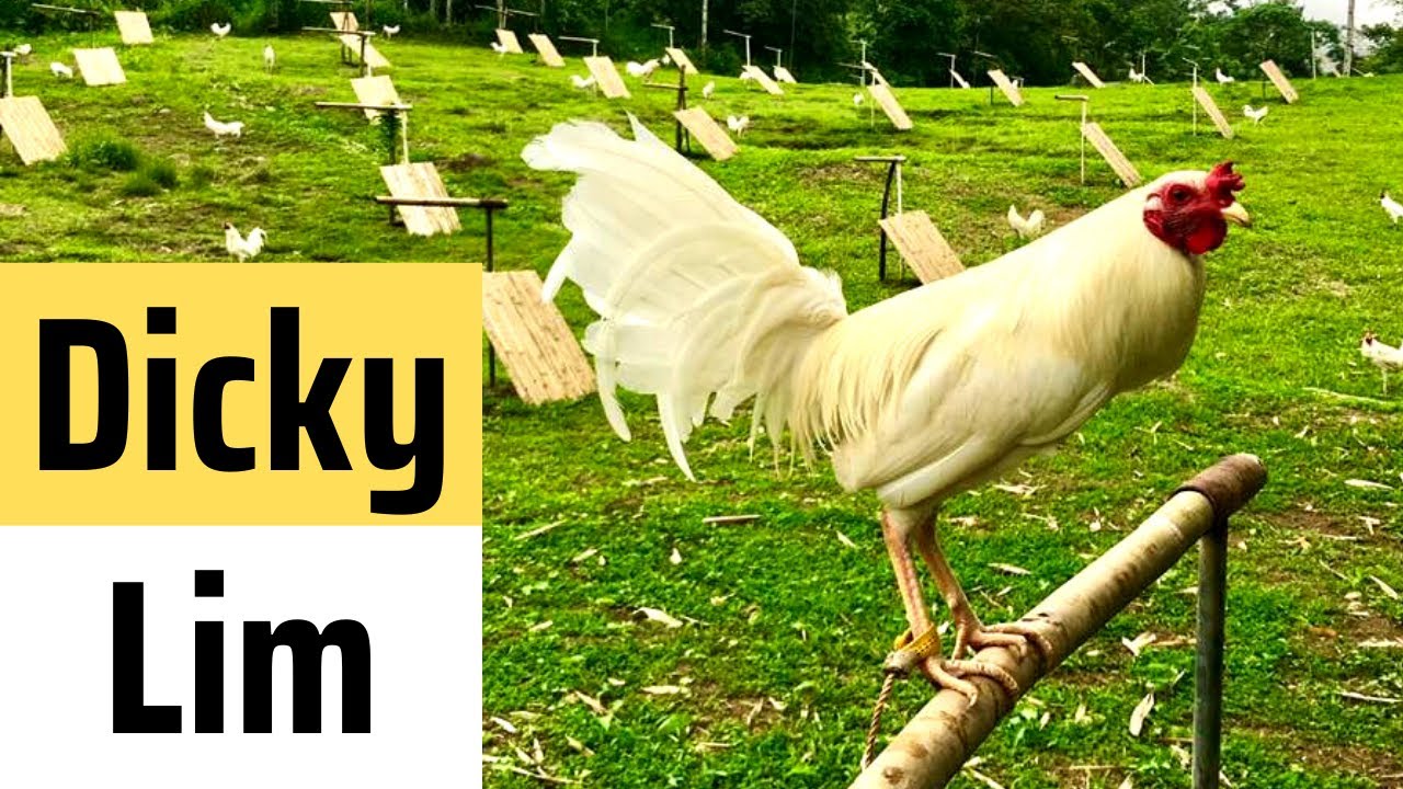 Dicky Lim | Paul Shaq Alvero | Tol Mariano IGF #ayam - YouTube