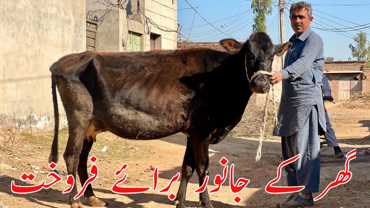Ghar Ke Janwer For sale | Jersey Friesian Cows | Cross cows | 25 ...