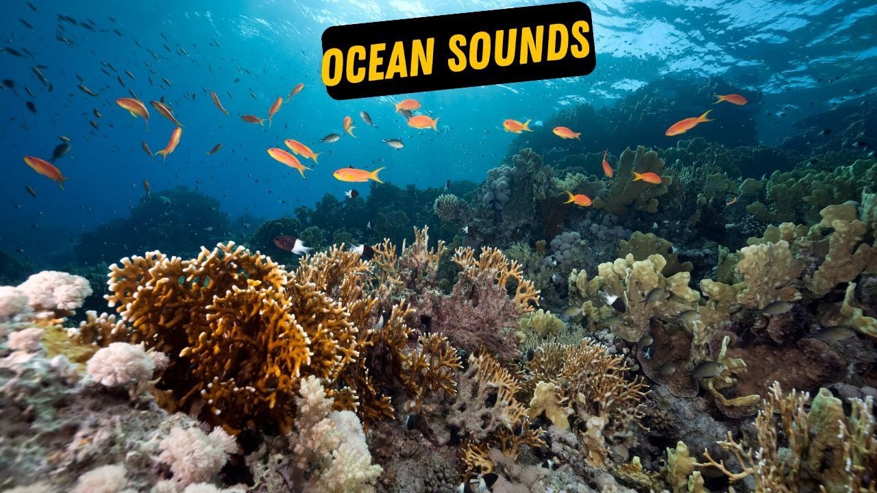 One Hour of Amazing Ocean Moments -- Awesome Nature Footage - YouTube