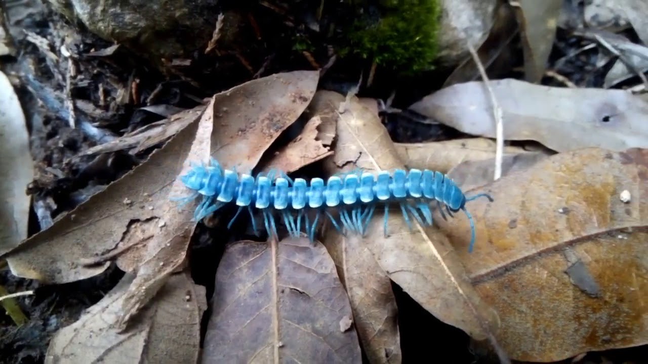 Cien pies azul - YouTube