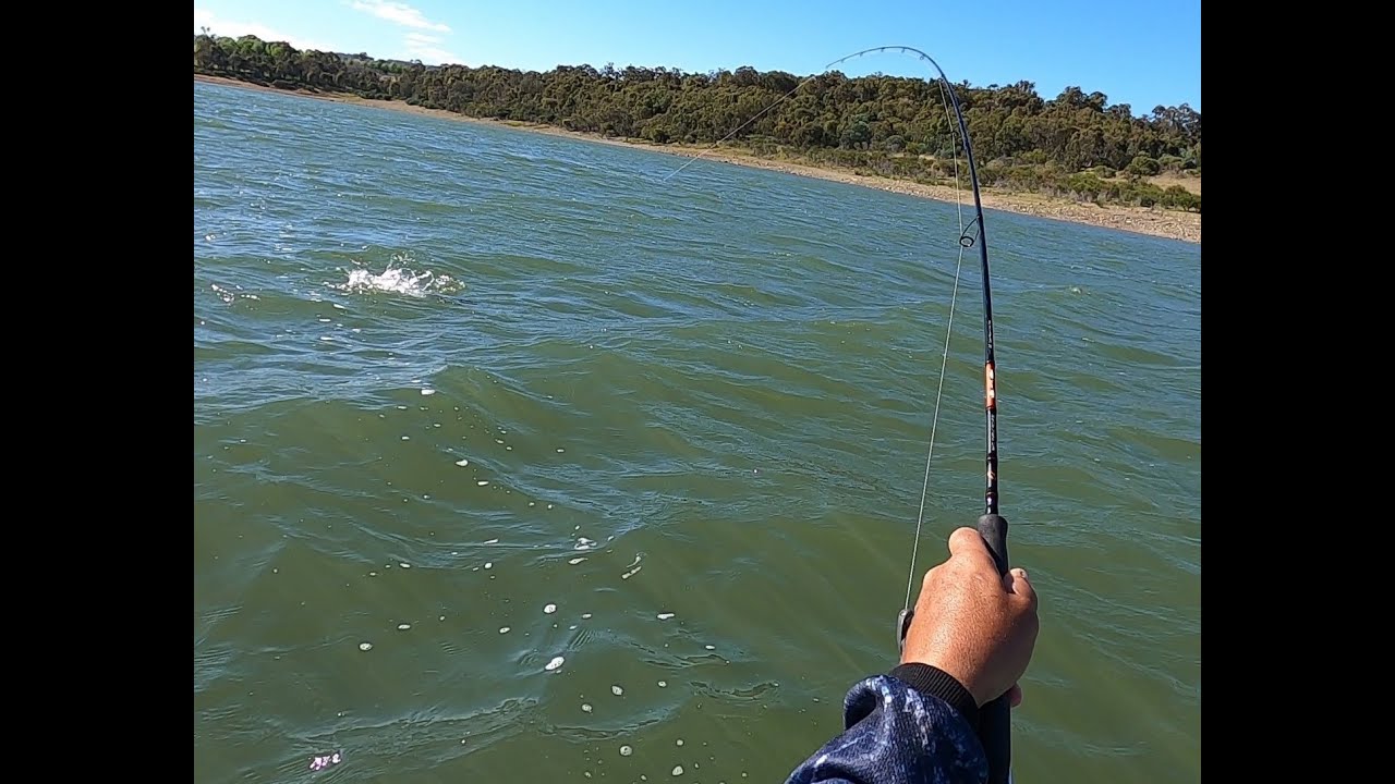 First Harvey Dam Rainbow Trout - About bloody time!! - YouTube