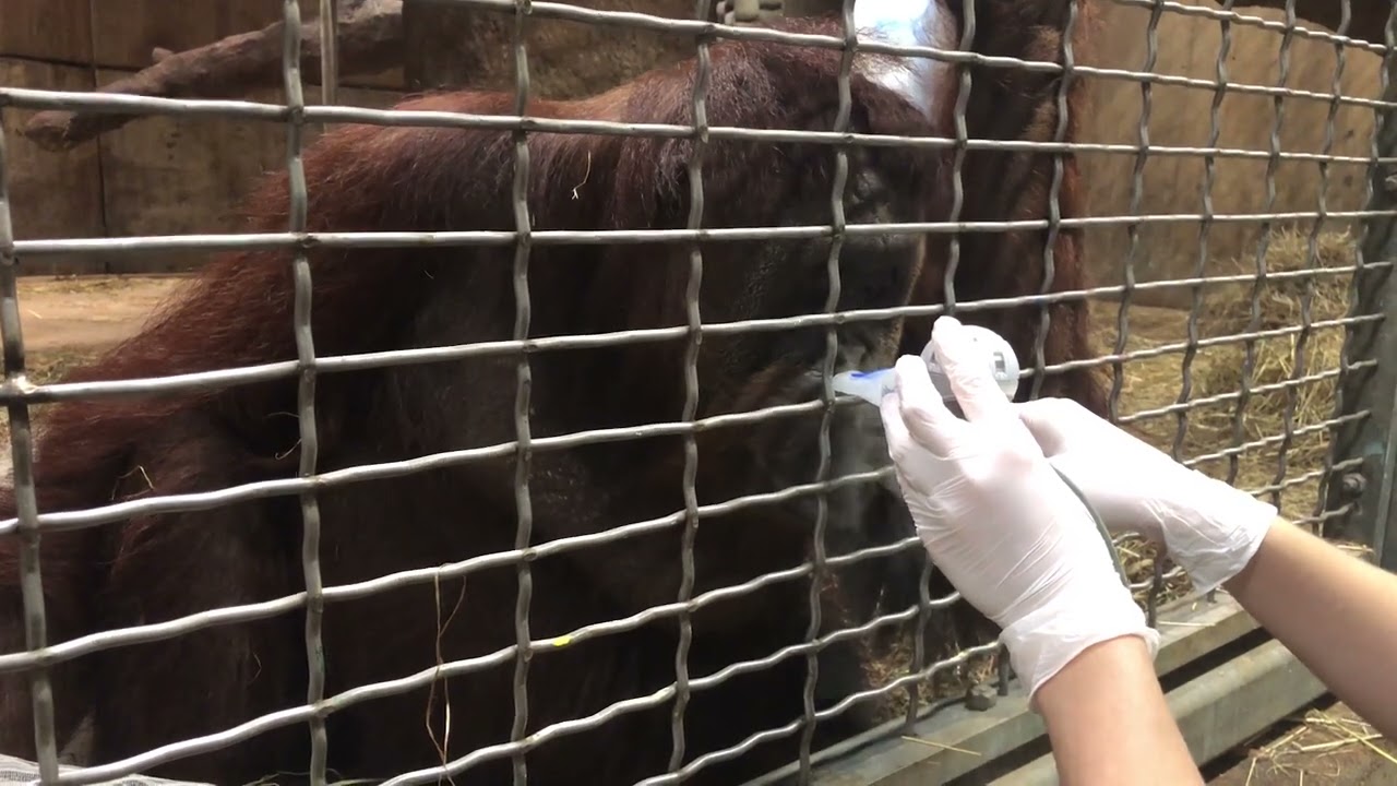 How Do You Give Medicine to Zoo Animals? | Smithsonian Voices ...
