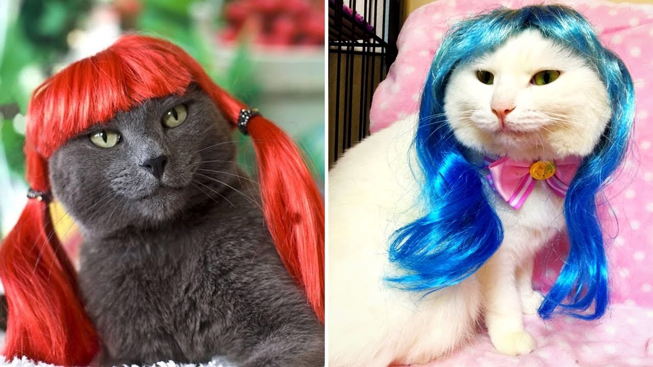 Gatti pazzi Gatti Divertenti PROVA A NON RIDERE! (2021) - YouTube