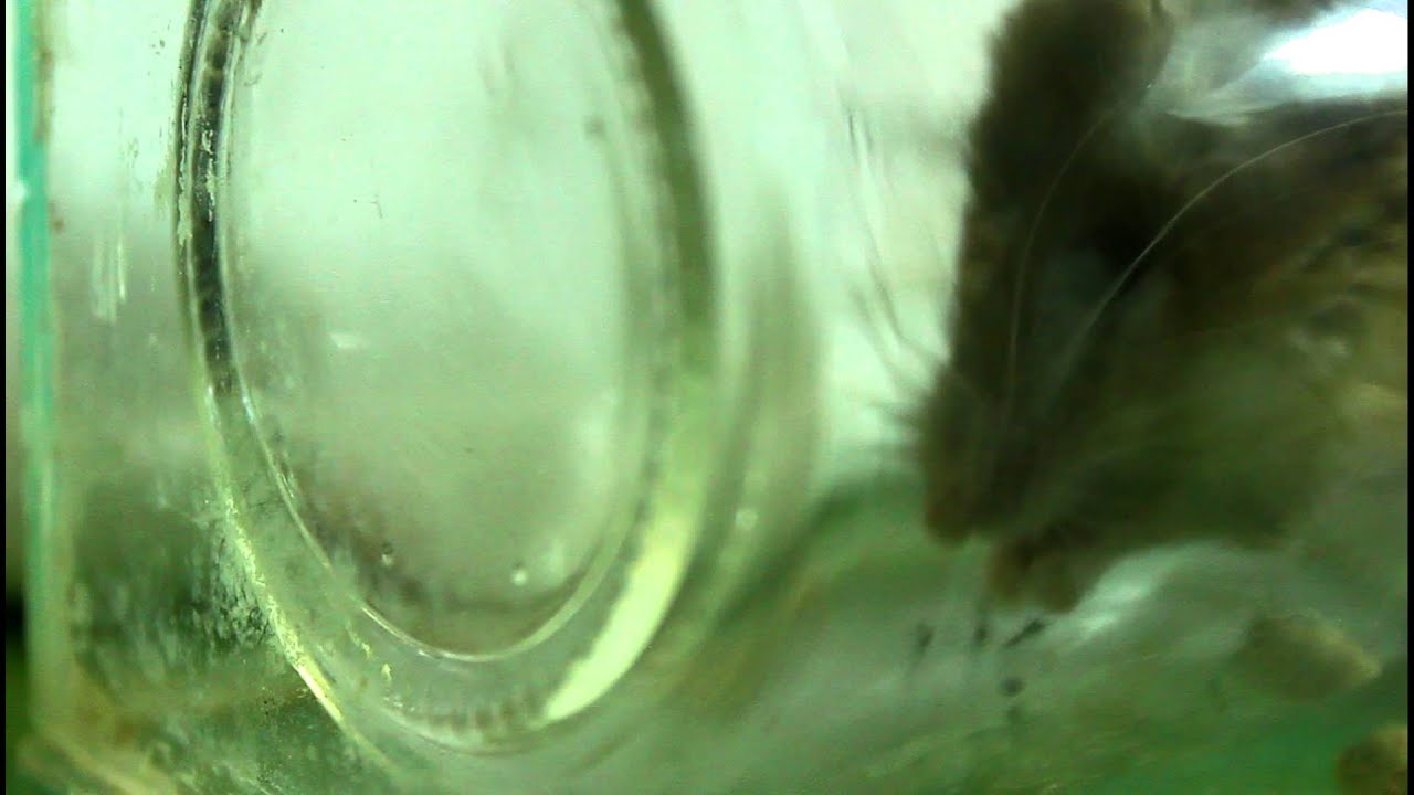 Crete spiny mouse (Acomys minous) spitting seeds - YouTube