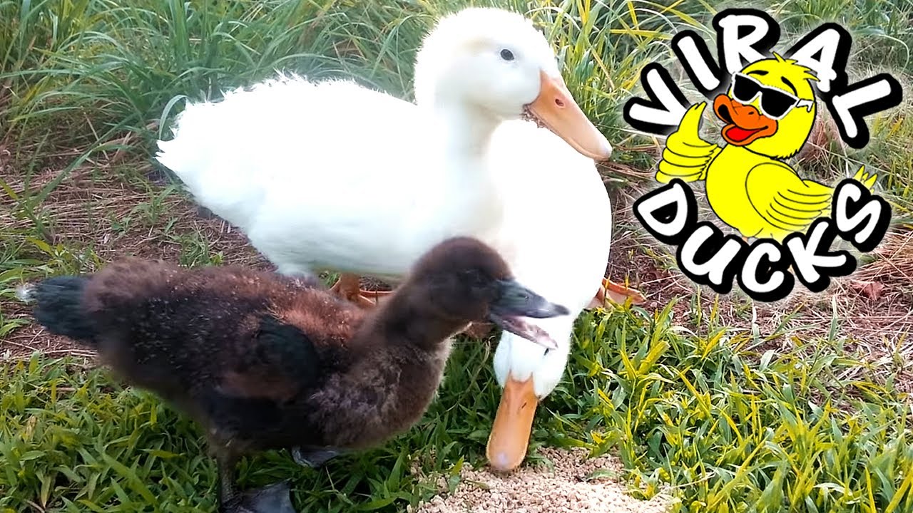 Viral Baby Ducklings Got Big! These Were The Ducks in the Sink1 - YouTube
