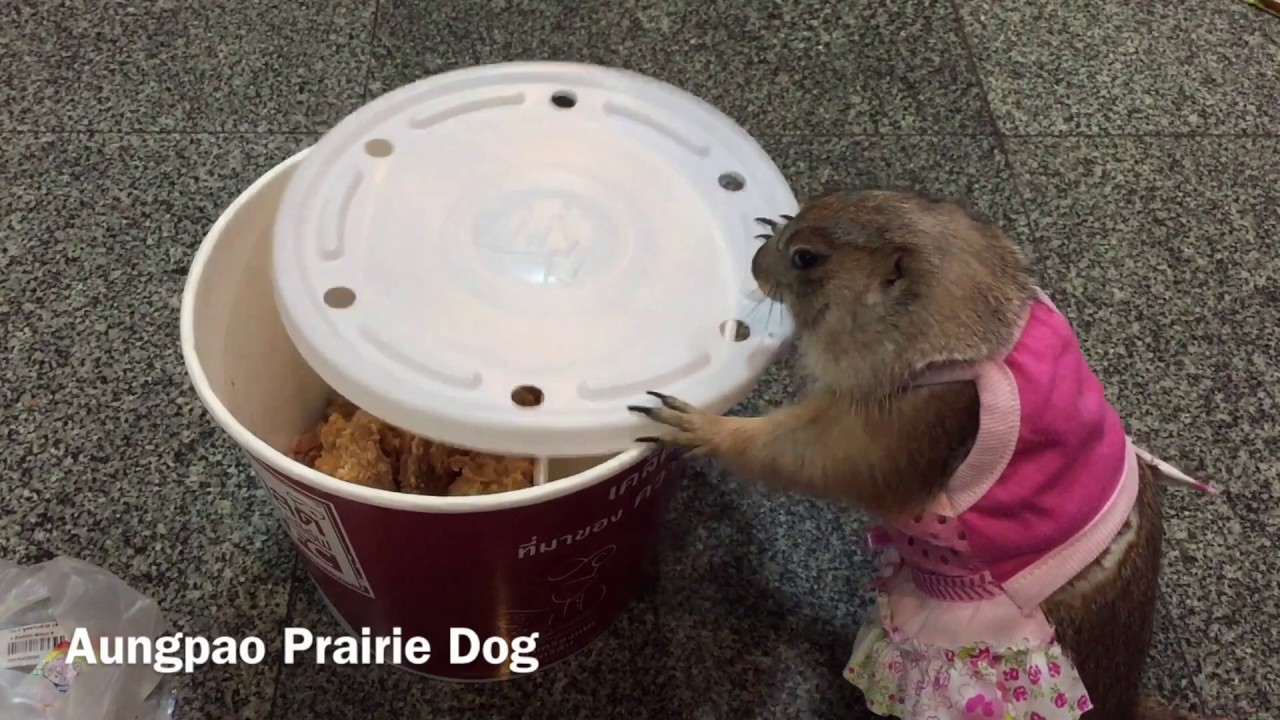 อั่งเปาอยากกินเคเอฟซี Aung pao Prairie dog & KFC | Ep.01 - YouTube