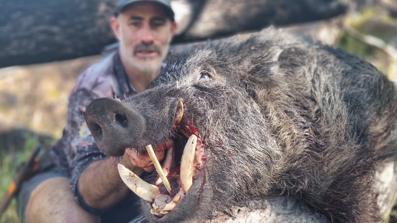 Some of the BIGGEST TUSKS IVE EVER SEEN!! - YouTube