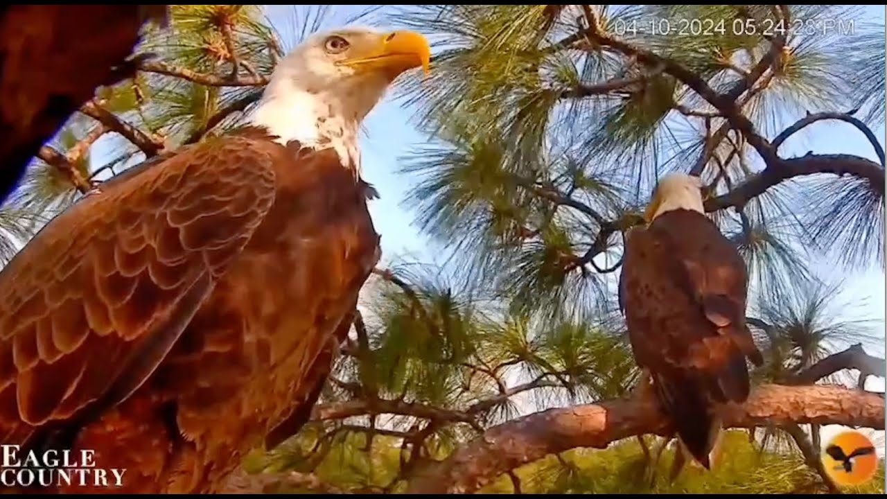 20240411 EC Family Dinner - Eagle Country Bald Eagles - YouTube