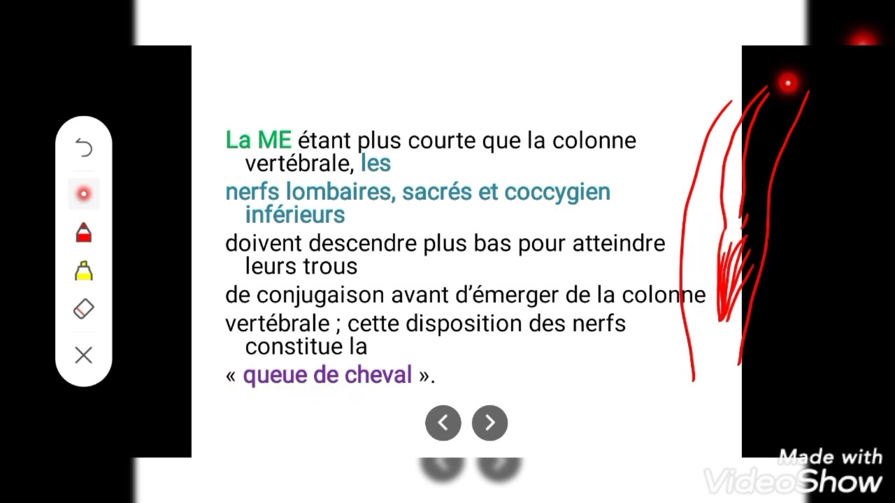 racines rachidiennes / nerfs rachidiennes - YouTube