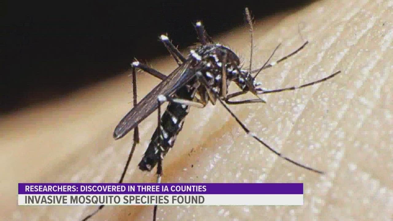 Invasive mosquito species taking root in 3 Iowa counties - YouTube