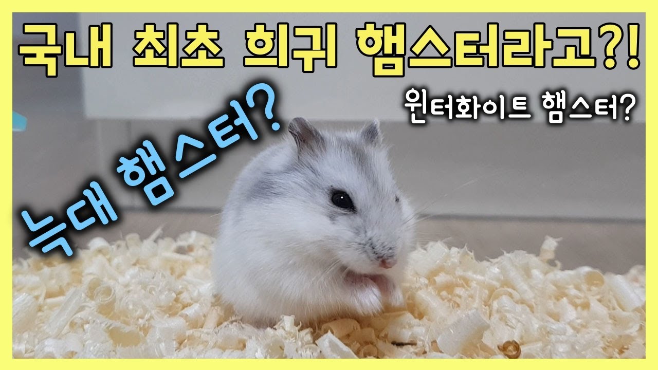 한국 최초 희귀 햄스터 등장?! 임페리얼 햄스터 / 햄집사 tv Imperial Hamster 입양 - YouTube