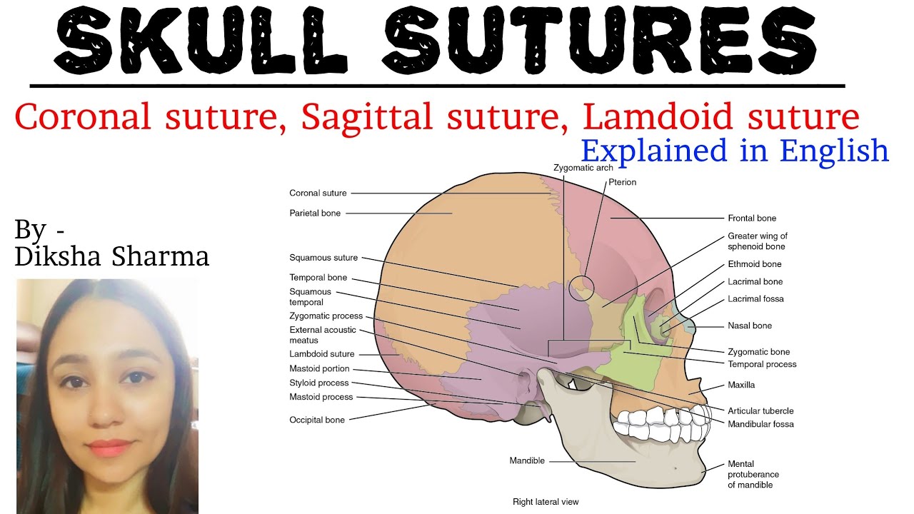skull sutures | Cranial sutures | Explained in english - YouTube
