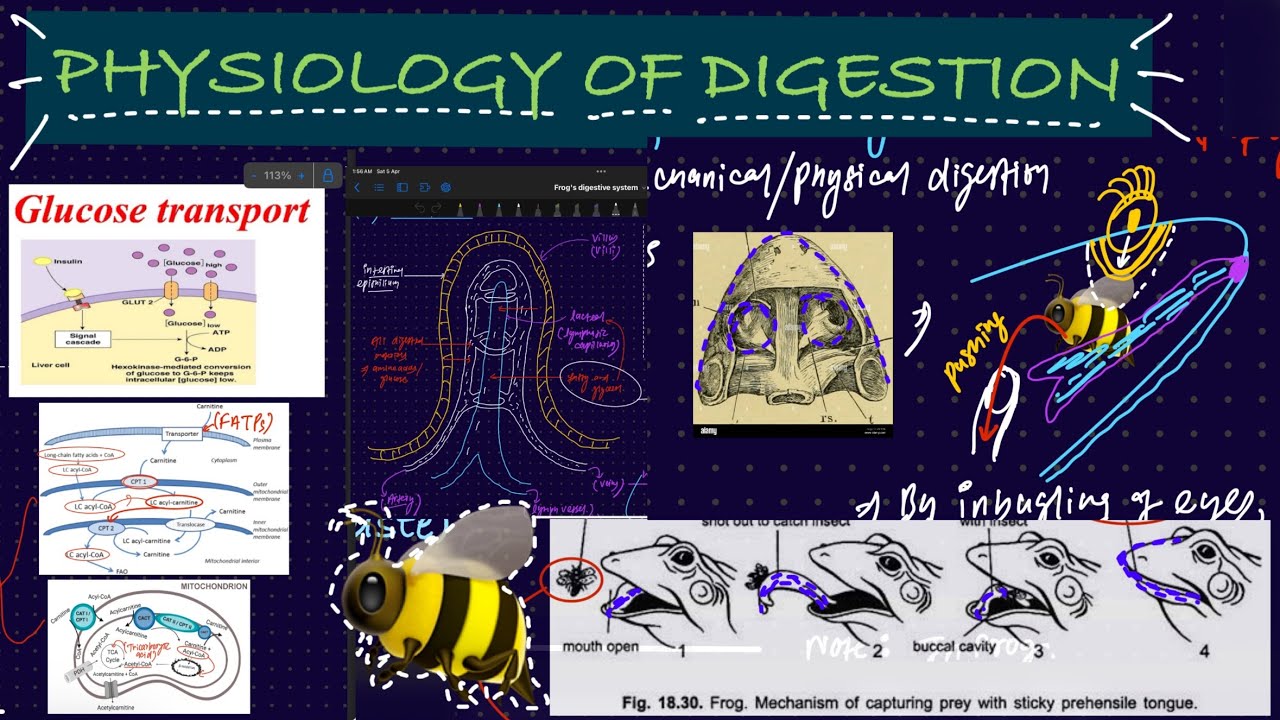 Frog Digestion Physiology Explained | 5 Steps of Nutrition + Molecular ...