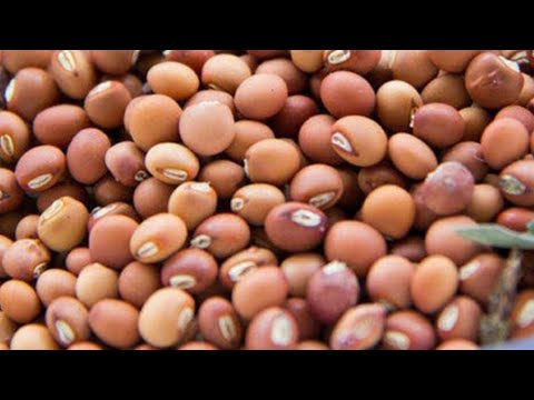 Toor dal Farming in Rural Burundi Africa | Arhar ki dal ki kheti ...