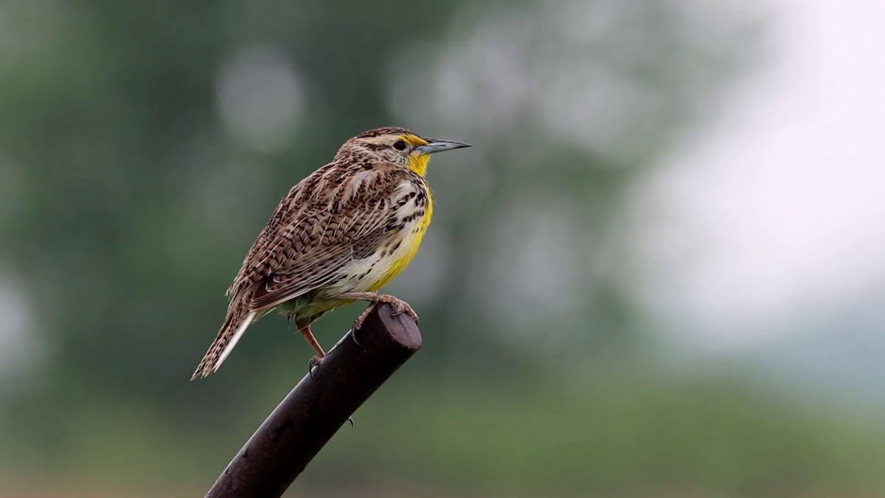 Singing Western Meadowlark - YouTube