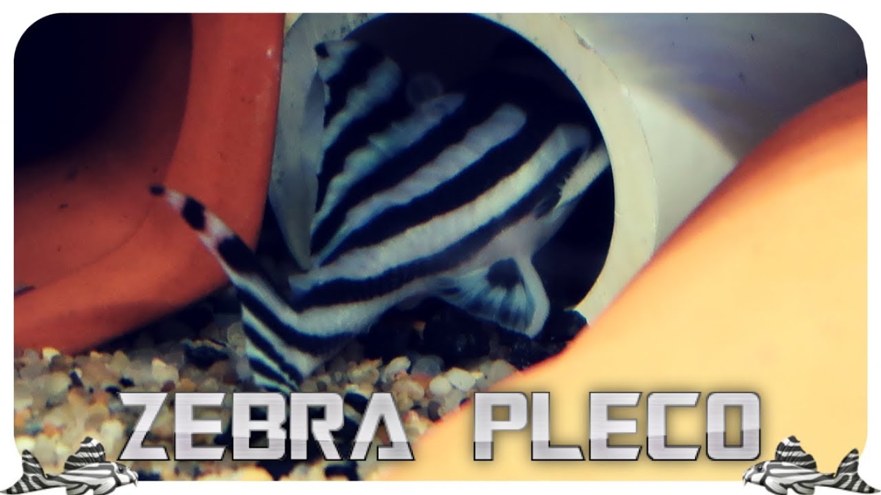 ZEBRA PLECOS - Ready to Breed - A Very Quick Update - YouTube